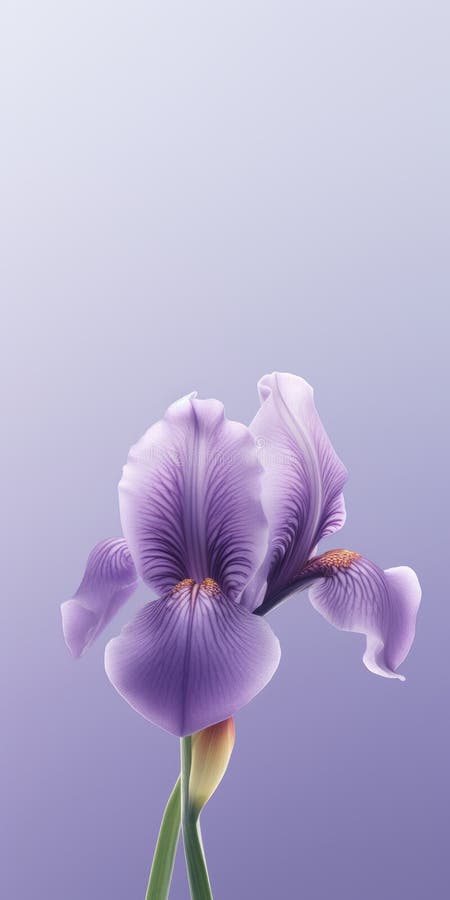 Luxury Iris Mobile Wallpaper: Hyper-realistic Flora Depiction Stock ...