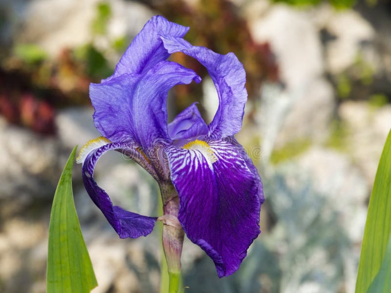 Purple Iris Flower stock image. Image of gardening, stamen - 76587455