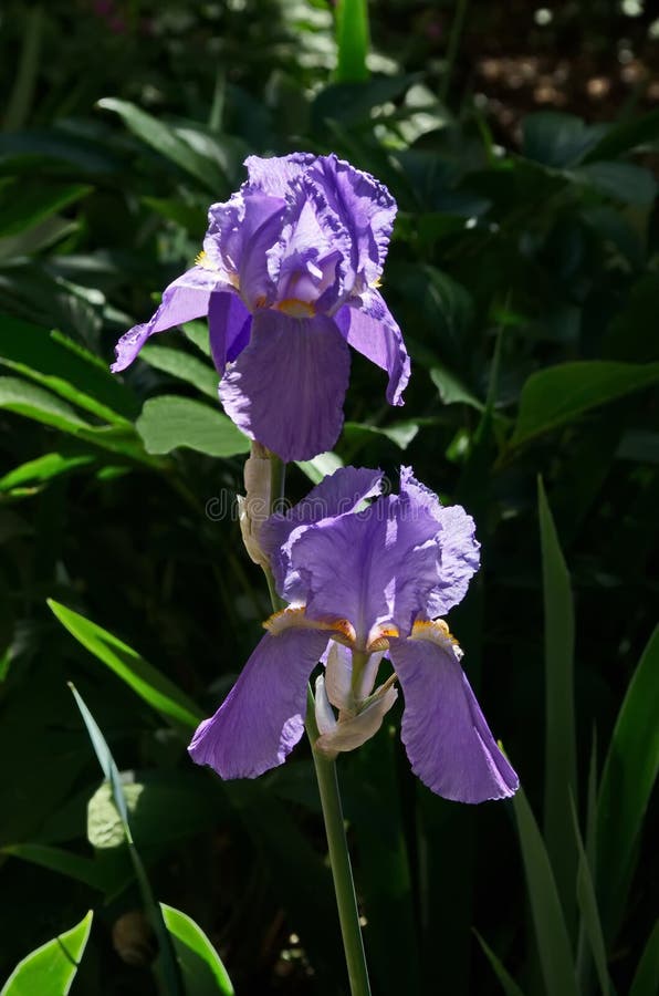 A Purple Iris Flower Blooming in Spring, Sofia Stock Photo - Image of ...
