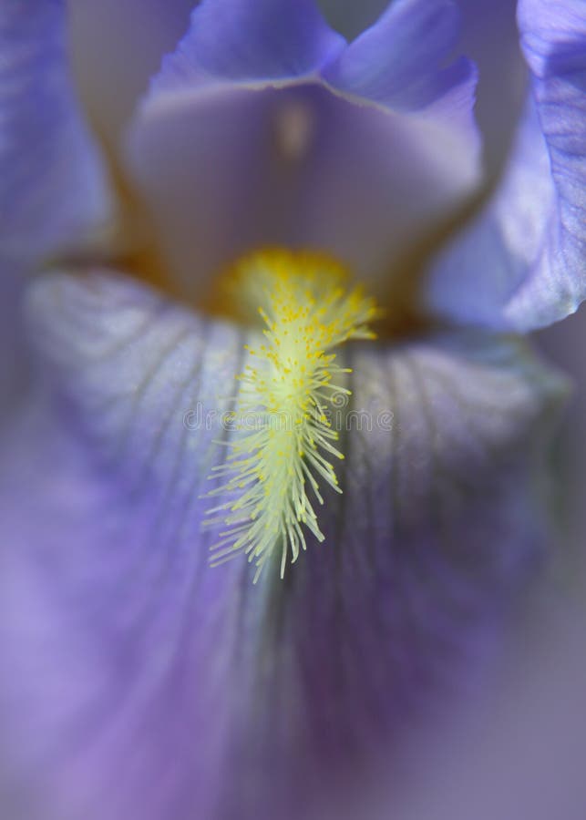 Purple Iris flower stock image. Image of florist, stem - 31090509
