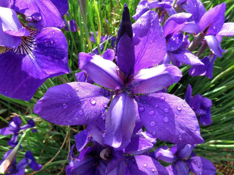 Purple Iris Flower after the Rain in May Stock Image - Image of iris ...