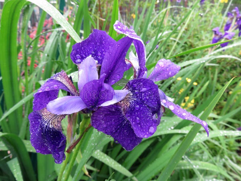 Purple Iris Flower in the Rain in May Stock Photo - Image of iris ...