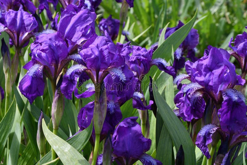 Purple Iris flower stock photo. Image of flora, natural - 92929540