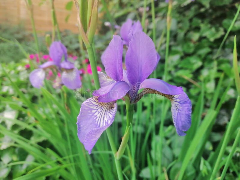 Iris Spring Flower in the Sunny Garden Stock Image - Image of closeup ...