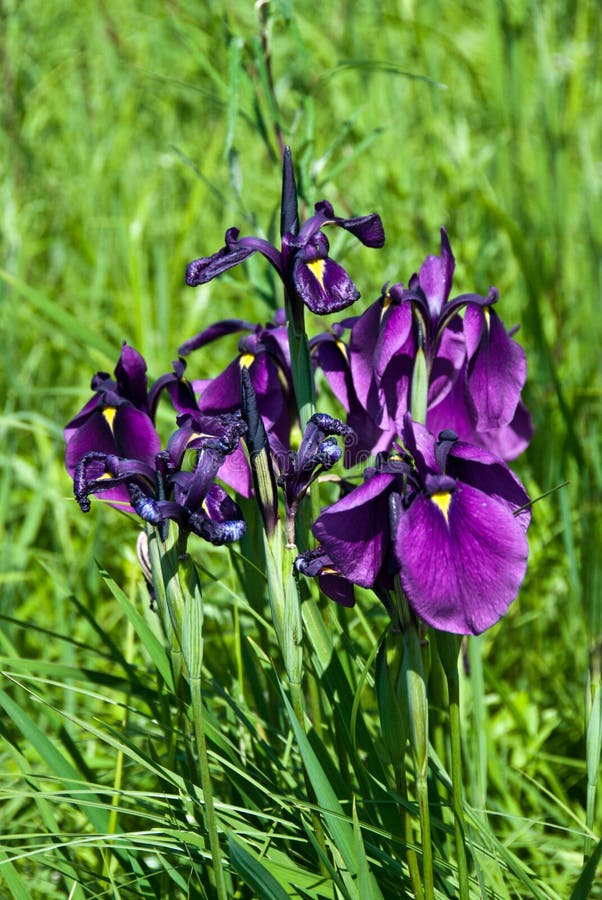 Purple iris flowers stock image. Image of grass, floral - 12815289