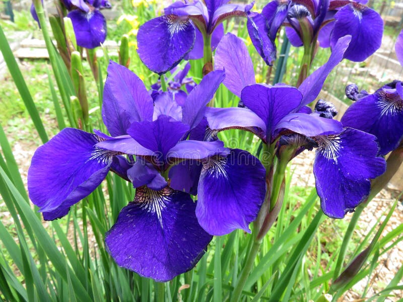 Purple Iris Flowers in the Garden Stock Image - Image of flowers ...
