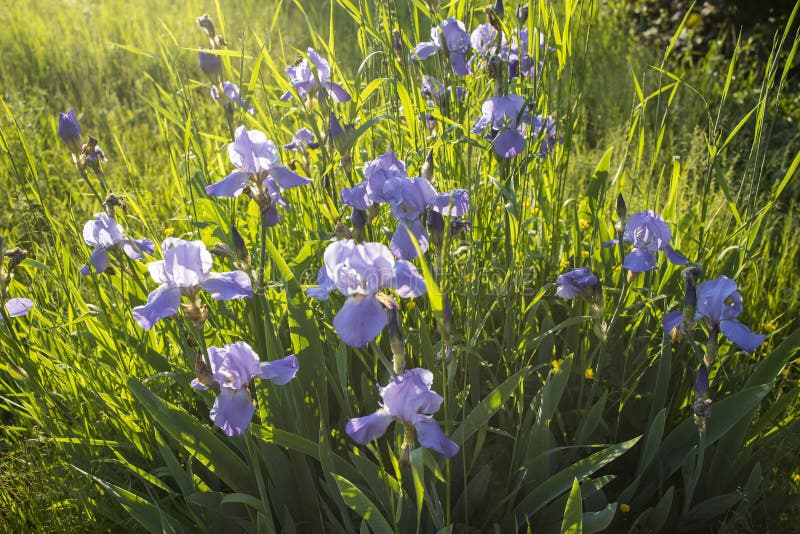 Iris Flowers Growing in a Spring Garden at Sunset Stock Photo - Image ...