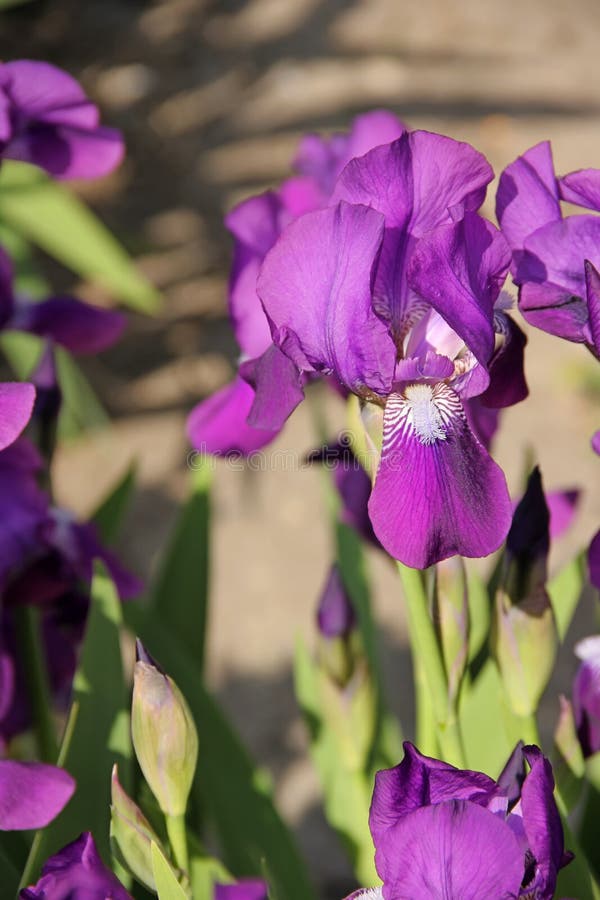 Purple iris flowers stock photo. Image of april, bright - 113514990