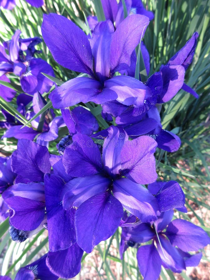 Purple Iris Flowers in May stock image. Image of purple - 92497307