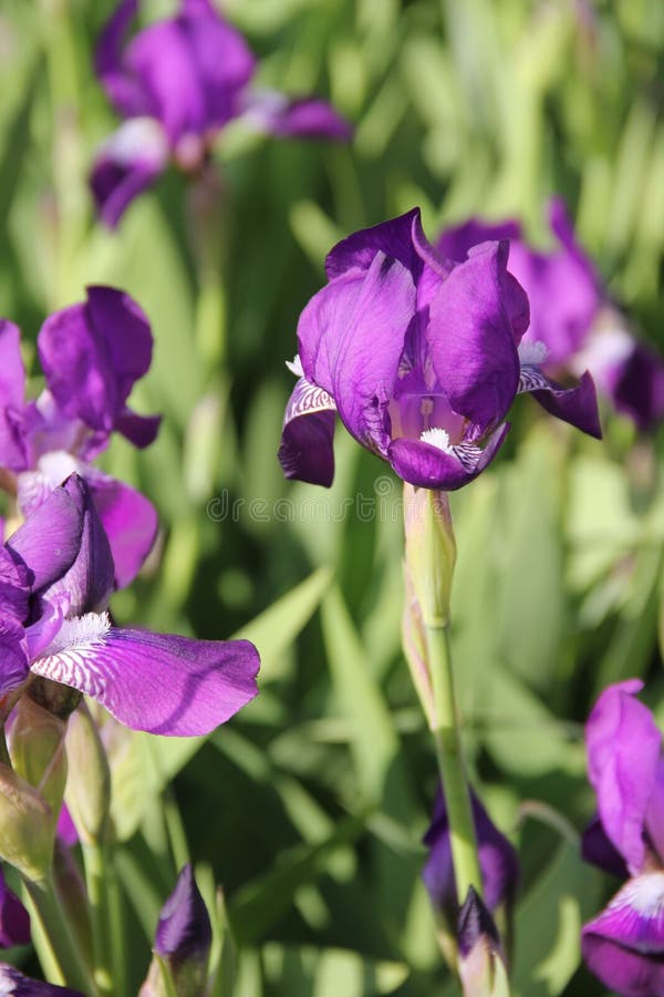 Purple iris flowers stock image. Image of springtide - 113514957