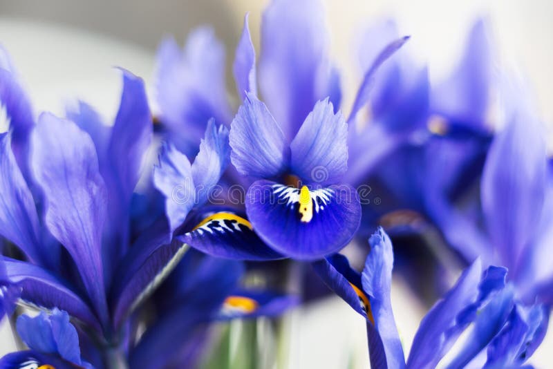 Purple iris flowers stock image. Image of side, flowerpot - 57131739