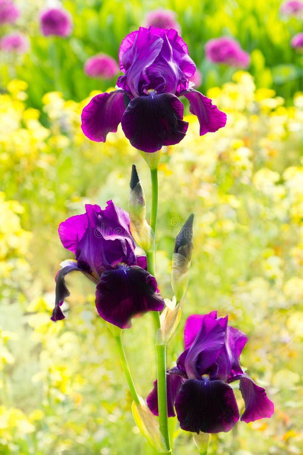 Iris Nightfall Stock Photos - Free & Royalty-Free Stock Photos from ...