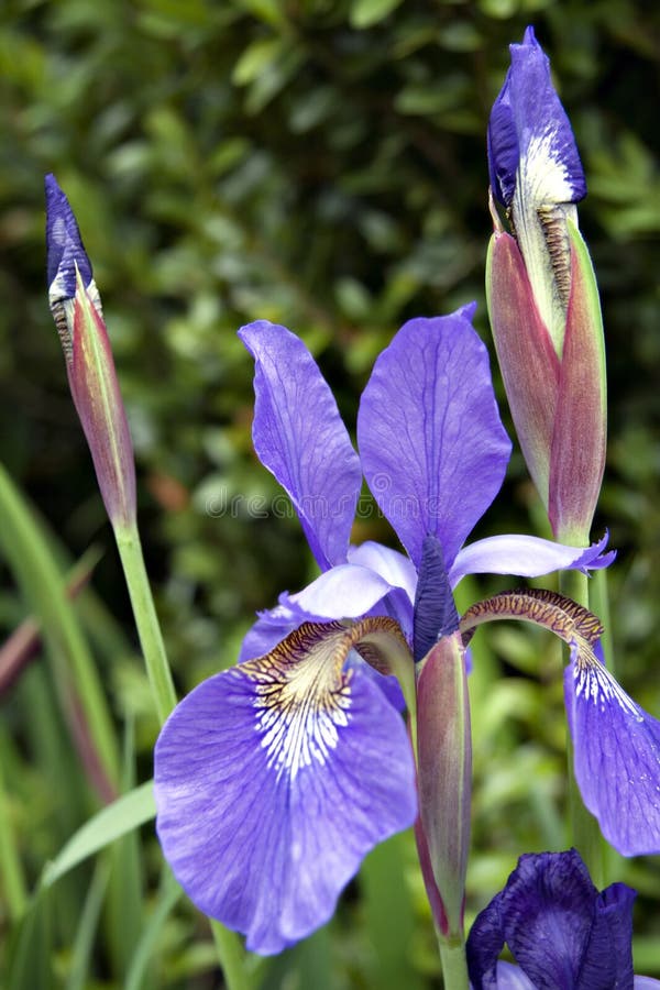 Wild Iris Flower in Alaska stock photo. Image of muskeg - 22059306
