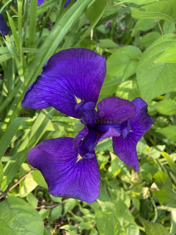 Purple Iris in a Green Garden during Spring Stock Photo - Image of spring, garden: 385502094