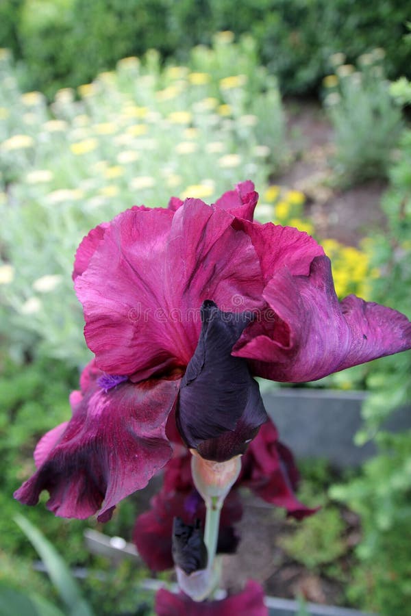 Purple Iris stock photo. Image of purple, flora, bloom - 77784822