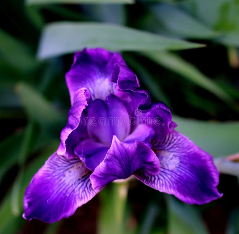 Purple Iris Perfection stock image. Image of blooming - 103825445
