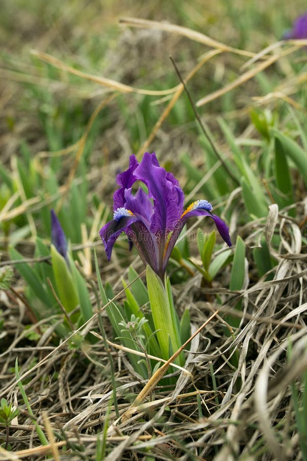 Purple Iris or Iris Pumila Flowers in the Grass. Stock Photo - Image of ...
