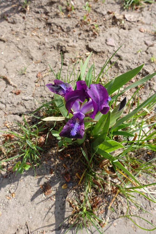Purple Iris Tectorum in Dry Soil from Above Stock Photo - Image of ...