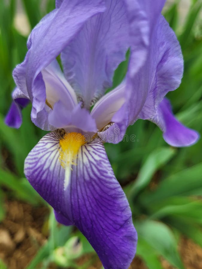 Purple Iris with Visible Pollen Stock Photo - Image of pink, polen ...