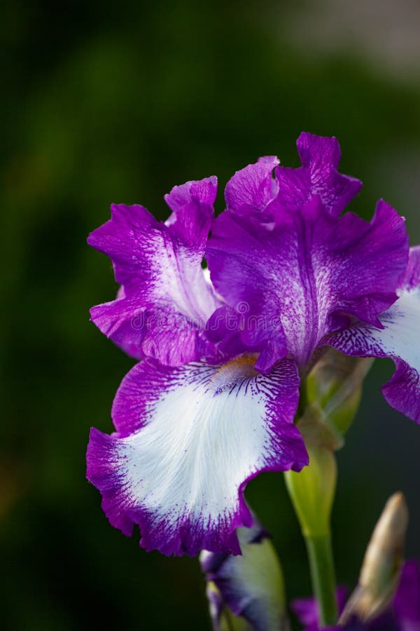 Purple Iris on a Warm Spring Day Stock Photo - Image of central, garden ...