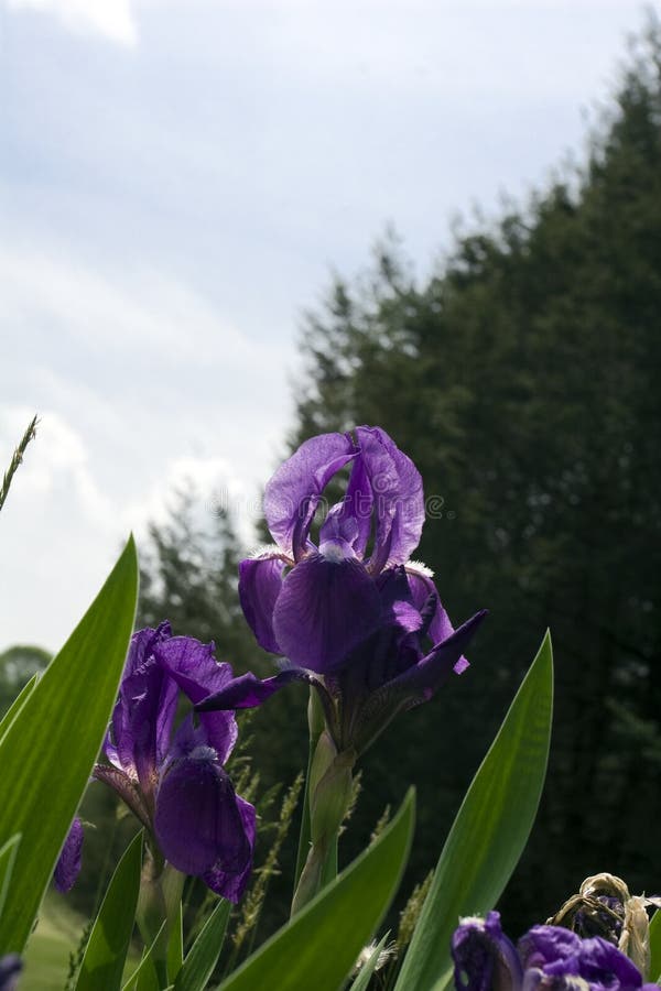 Purple Irises Growing Under Tree Stock Image - Image of tree, lighting ...