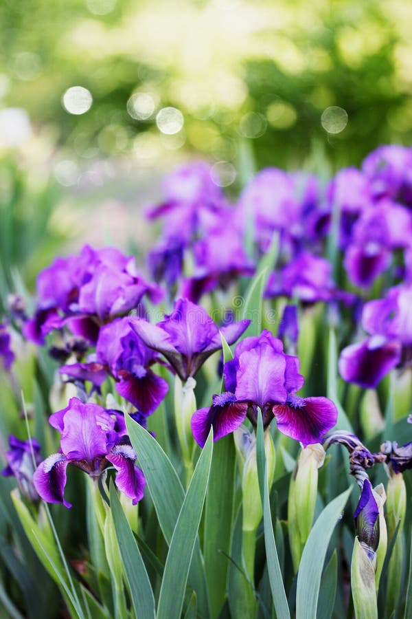 Purple irises stock image. Image of iris, blossom, green - 39128959