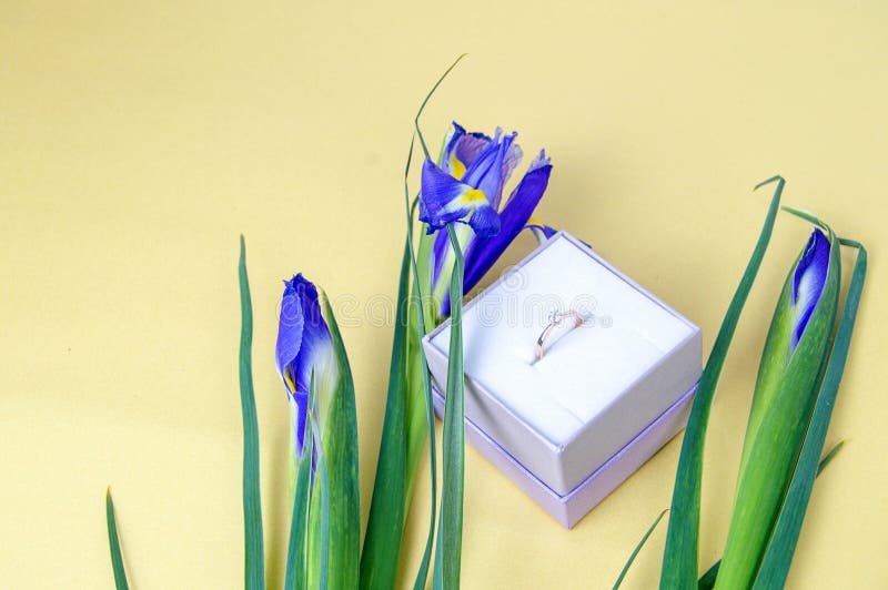 5,024 Purple Wedding Ring Quilt Stock Photos - Free & Royalty-Free ...