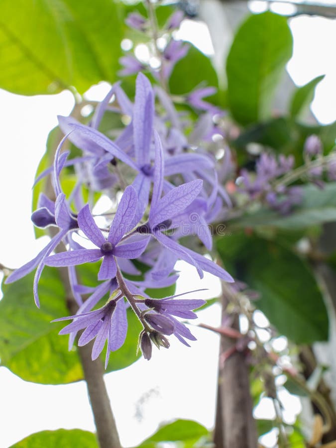 Purple Ivy Hanging from Bushes Stock Photo - Image of building ...