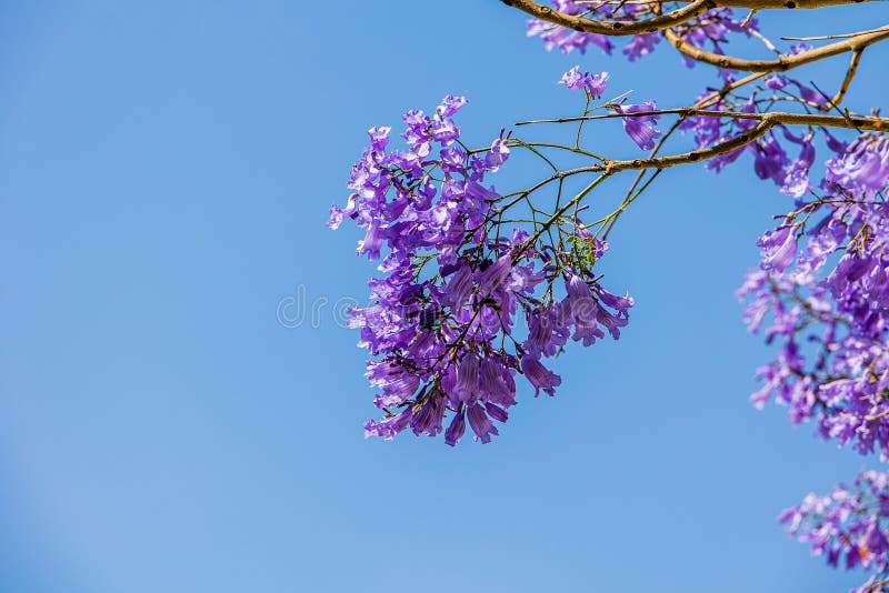 Purple Jacaranda Flower Mimosifolia on a Tree on a Spring Day Stock ...