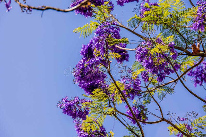 Purple Jacaranda Flower Mimosifolia on a Tree on a Spring Day Stock ...