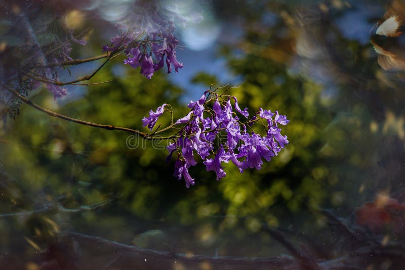 Purple Jacaranda Flower Mimosifolia on a Tree on a Spring Day Stock ...