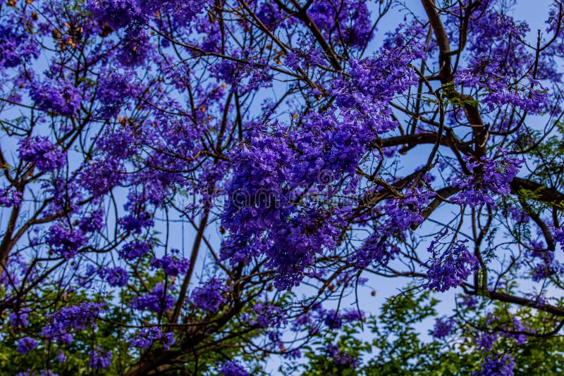 Purple Jacaranda Flower Mimosifolia on a Tree on a Spring Day Stock ...