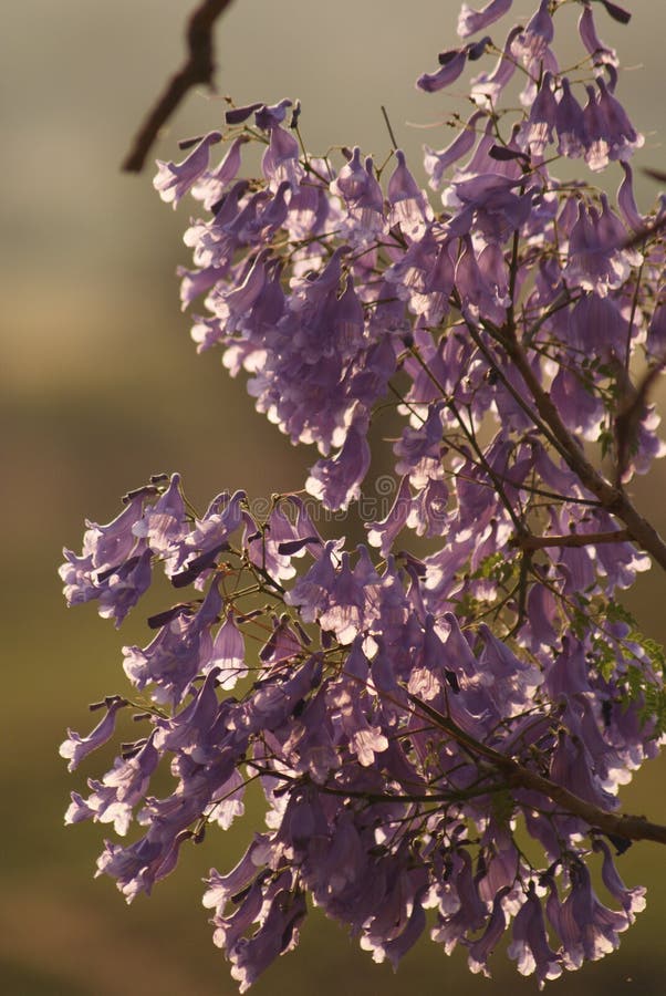 Purple Jacaranda Flowers with Sunlight Stock Image - Image of beautiful ...