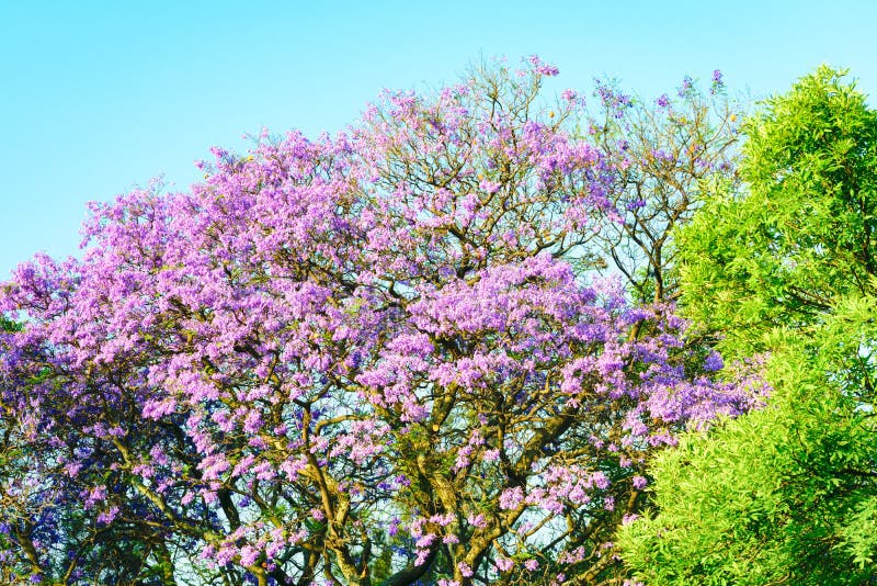 Purple Jacaranda Tree stock image. Image of public, nature - 107466107