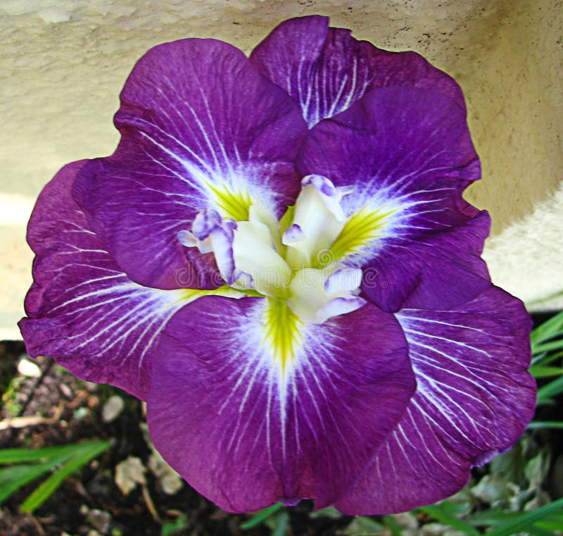 Purple Japanese Iris Picture. Image: 86690904