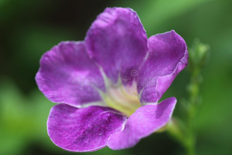 Purple Japanese rose stock photo. Image of aromatherapy - 17823374