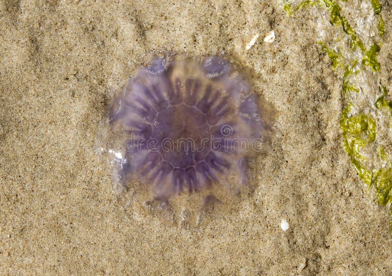 Purple jellyfish beached stock image. Image of moon - 225111885
