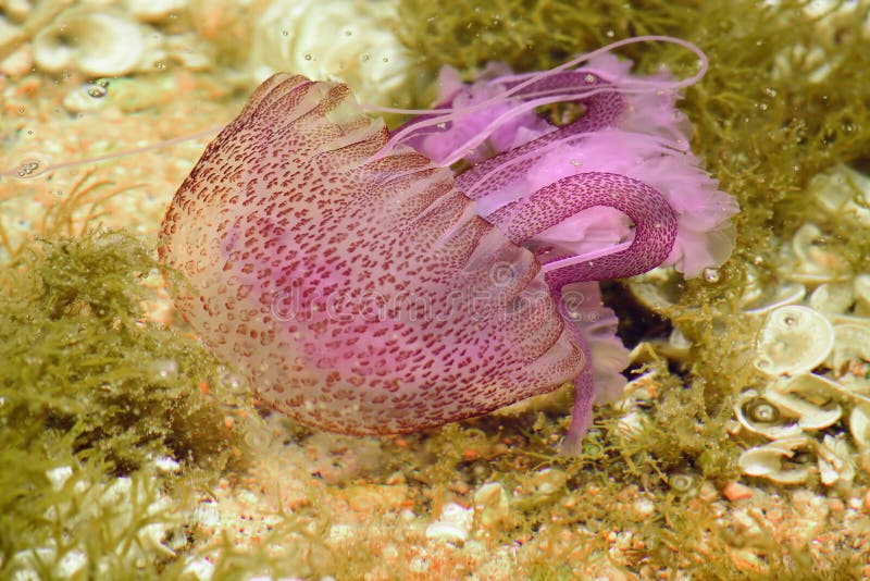 Collection of Exotic Jellyfish Photos - Dreamstime ID:17166