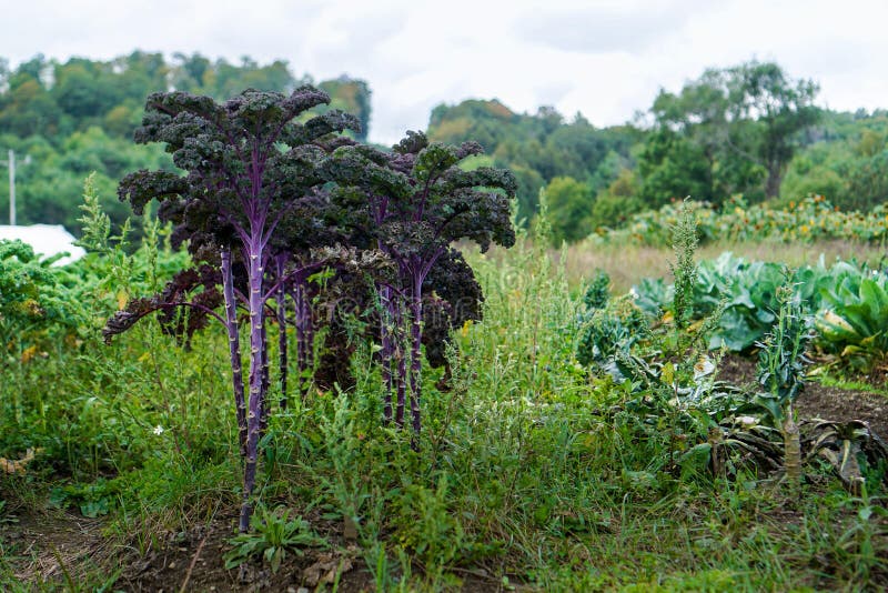 Purple Kale stock photo. Image of curly, leafy, center - 168092042