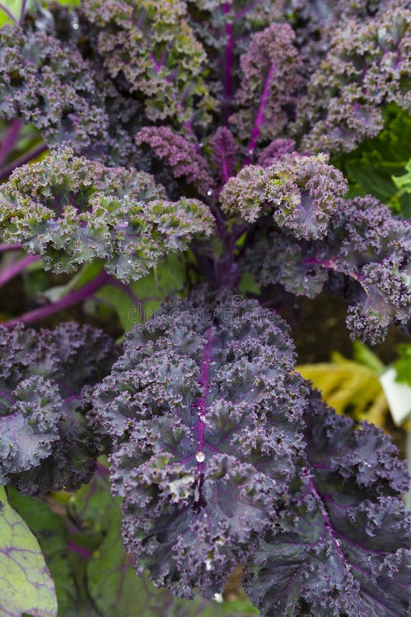 Purple Kale Plant stock image. Image of salad, nutrient - 48601607