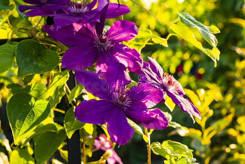 Purple Klimatis Blooms Beautifully in Autumn. Stock Image - Image of ...