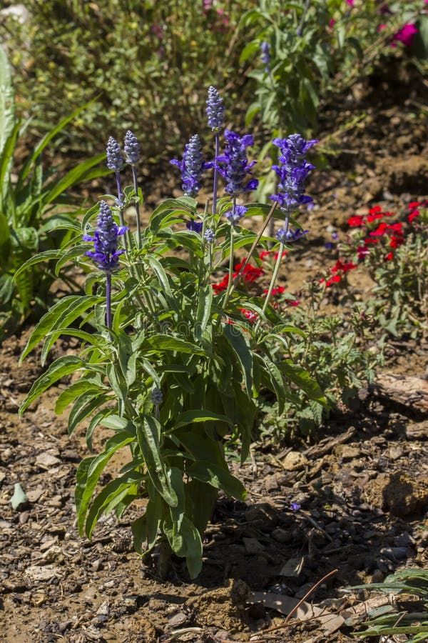 Purple Labiatae flower stock image. Image of herb, farmland - 41876443