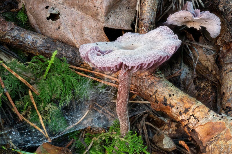 Purple Lacquer Funnel between Leaves and Pine Needles on the Forest ...