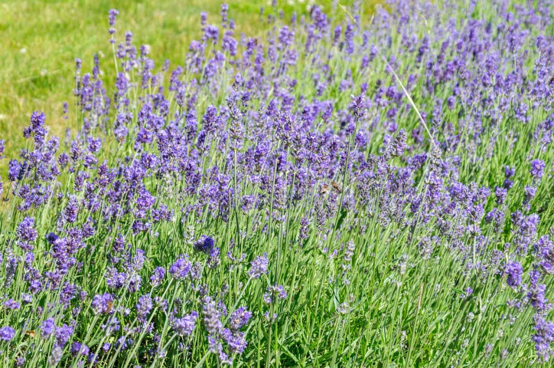 Purple Lavandula Common Name Lavender Flowers Stock Image - Image of ...