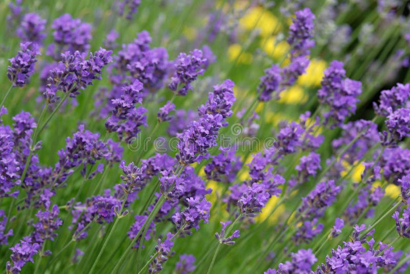 Purple Lavender Picture. Image: 5656373