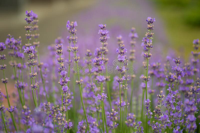 Purple Lavender Flower Blooms in the Sun Stock Photo - Image of bloom ...