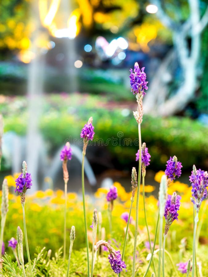Purple lavender stock image. Image of plant, tree, pollinator - 48452183