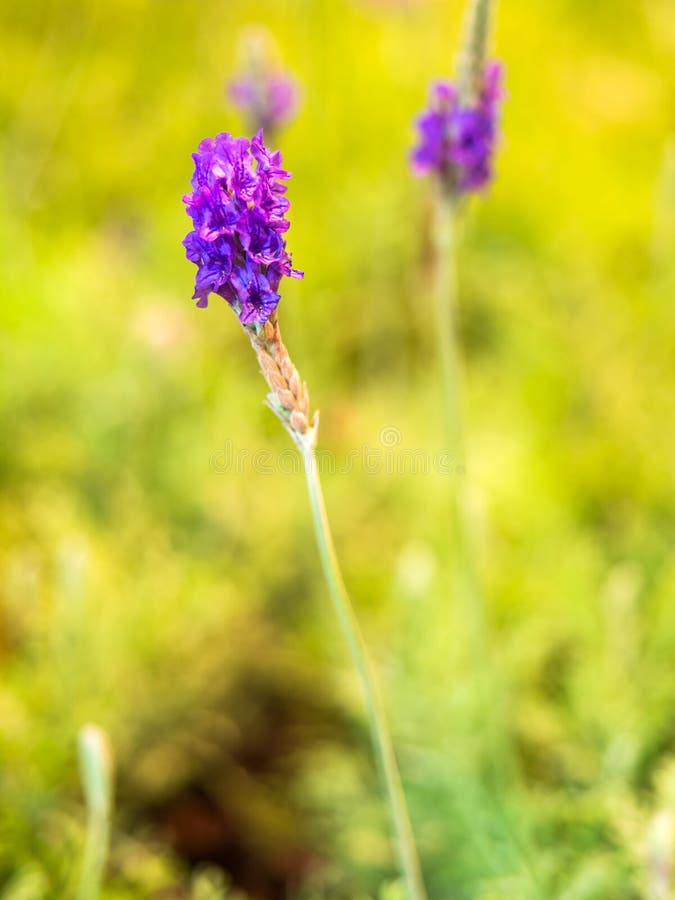 Purple lavender stock image. Image of beautiful, spring - 48452221