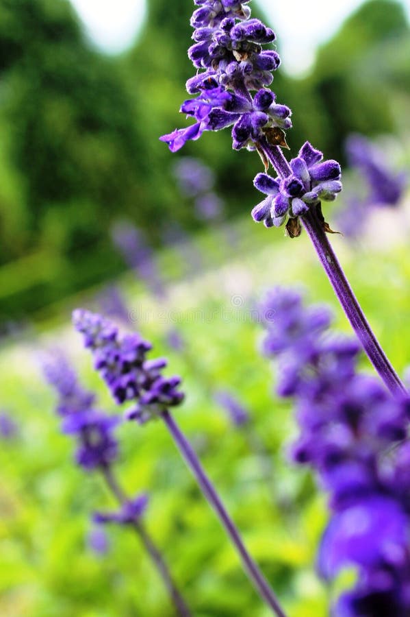 Purple lavender stock image. Image of flower, flourish - 79493953