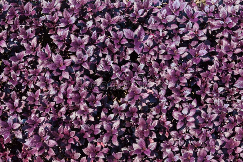 Purple Leaf Background, Abstract Soft Plant Leaves Stock Image - Image ...